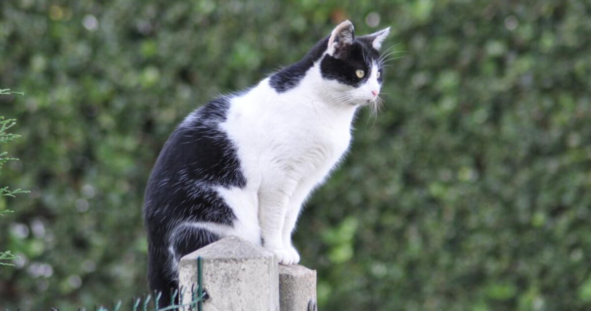 Chat perché !, - Geo.fr
