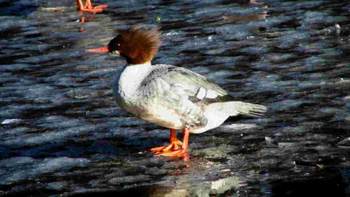 Canard_bec_bleu.jpg, - Geo.fr