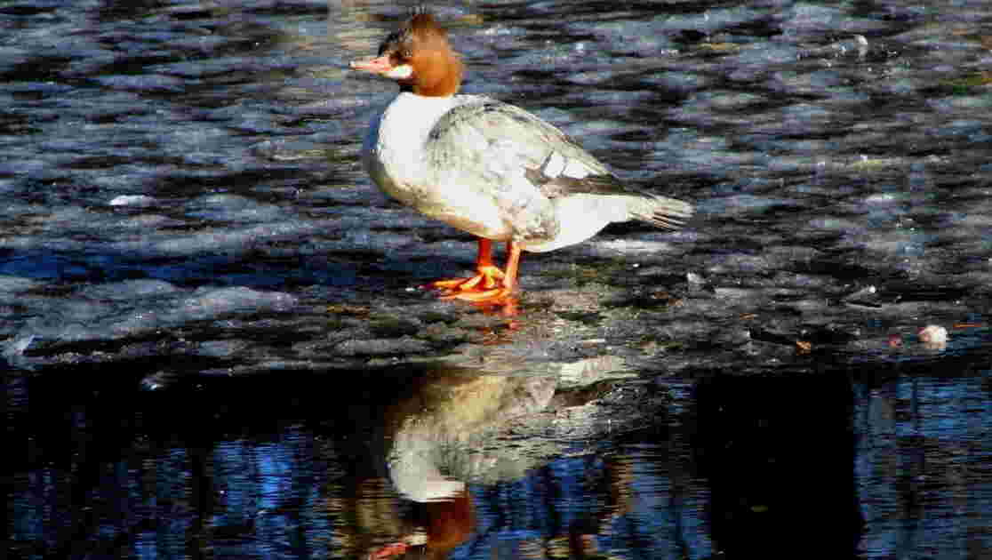 Canard_bec_bleu.jpg, - Geo.fr