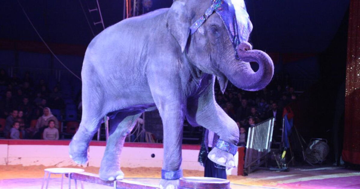 _l_phant__7_.jpg, - Geo.fr