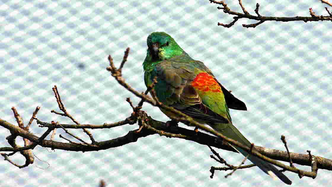 Perruche à croupion rouge 2 0310, - Geo.fr