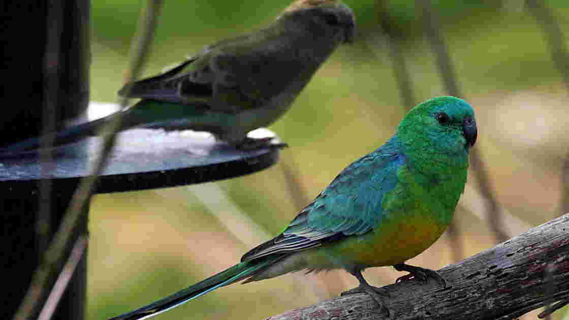 Perruche à croupion rouge 2 0310, - Geo.fr