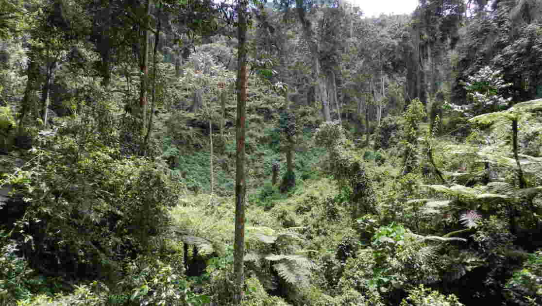 arbre de foret primaire, - Geo.fr