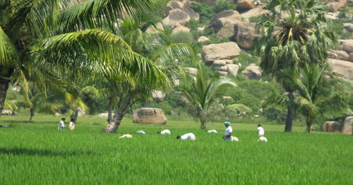 inde rizières hampi, - Geo.fr