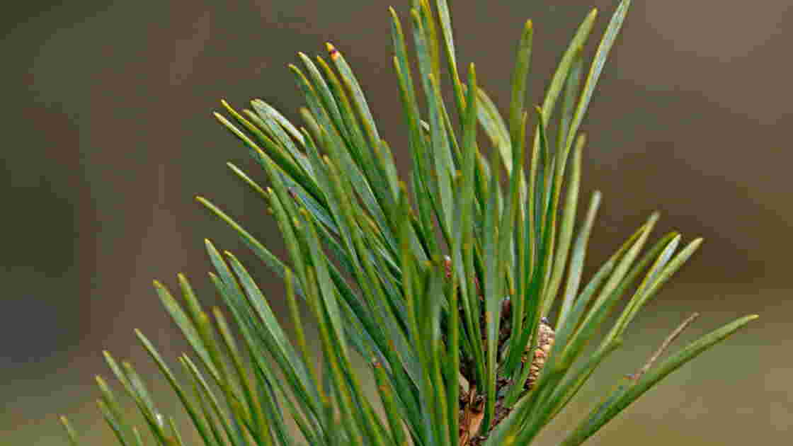 Branche de pin au ciel_PC176837.JPG, - Geo.fr