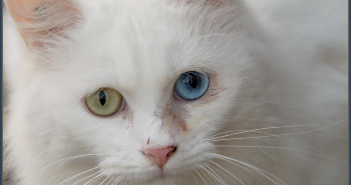Le chat aux yeux vairons, HETEROCHROMIE / La coul1 - Geo.fr