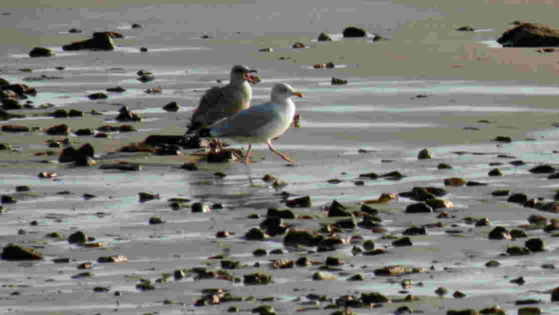 Bébé goéland !, Ce bébé pas farouche à joué avec1 - Geo.fr