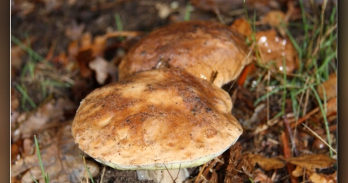 a la queue leu leu.jpg, - Geo.fr