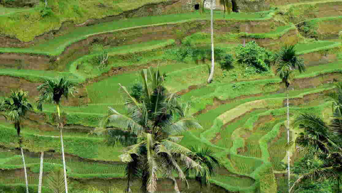 Rizières de Ceking - Tegallalang - Bali, Les rizières... - Geo.fr