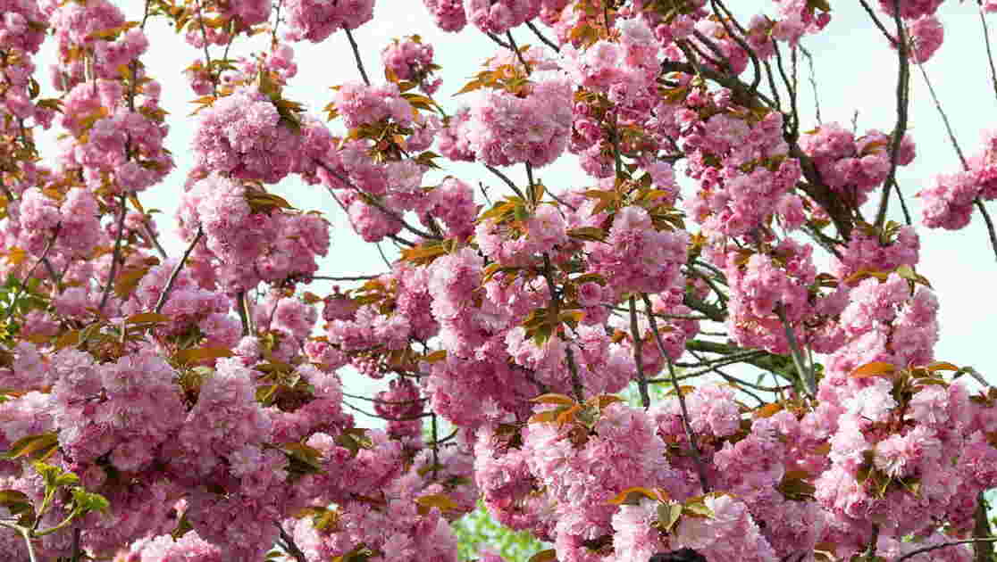 Les arbres fruitiers ornent les jardins; les fruits... - Geo.fr