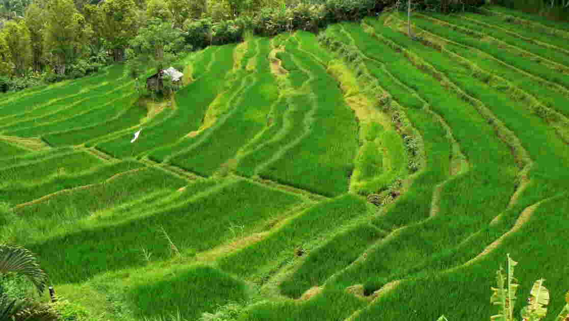Rizières de Sidemen - Bali, - Geo.fr