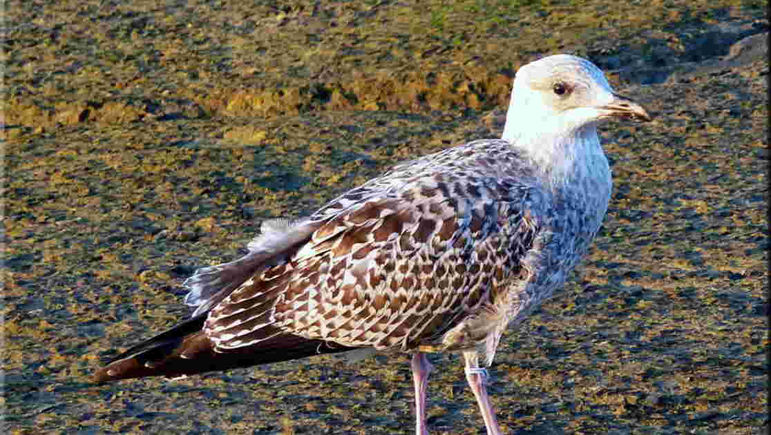 Portrait du bébé goéland !, Les petits peuvent voler... - Geo.fr