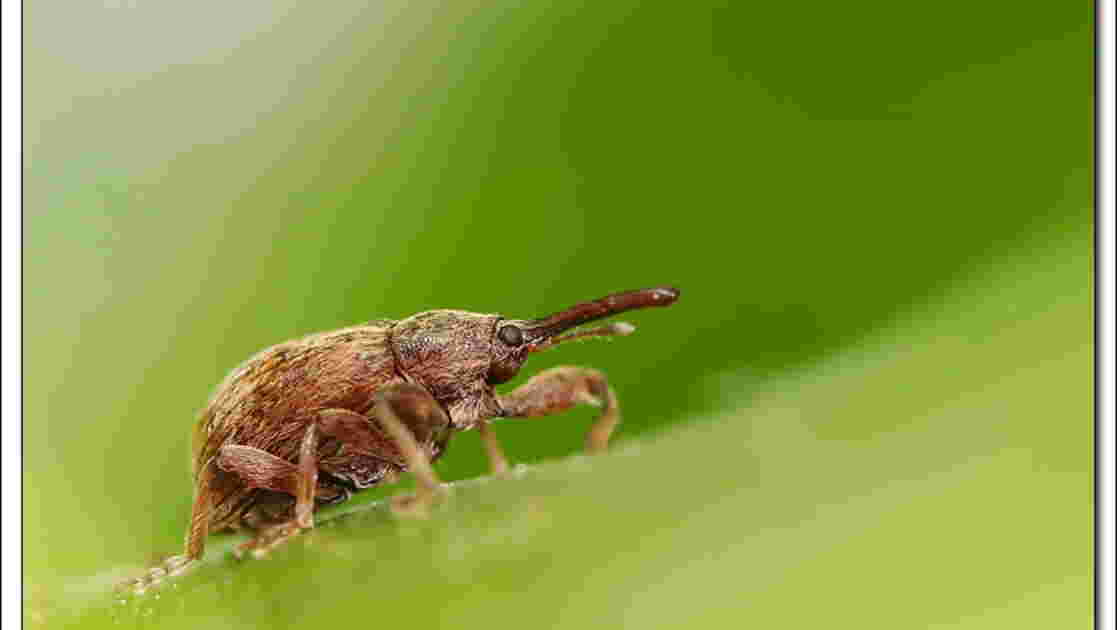 Charançon girafe, Minuscule charançon mais avec un... - Geo.fr