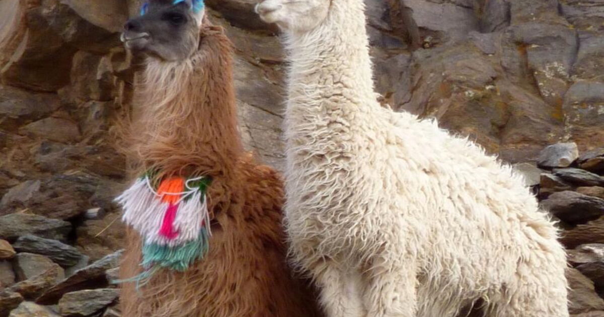 Bolivie-Lamas, Les lamas vagabondant en liberté s1 - Geo.fr