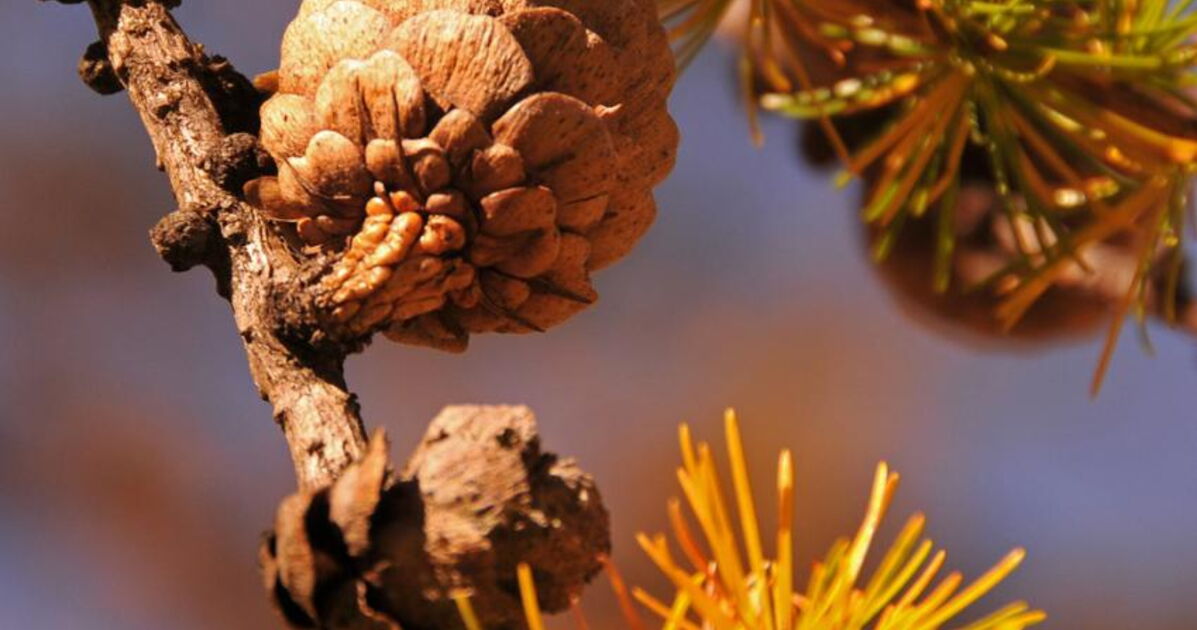 petite pive de mélèze, - Geo.fr