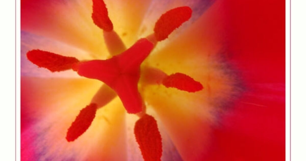 Coeur mauve, - Geo.fr