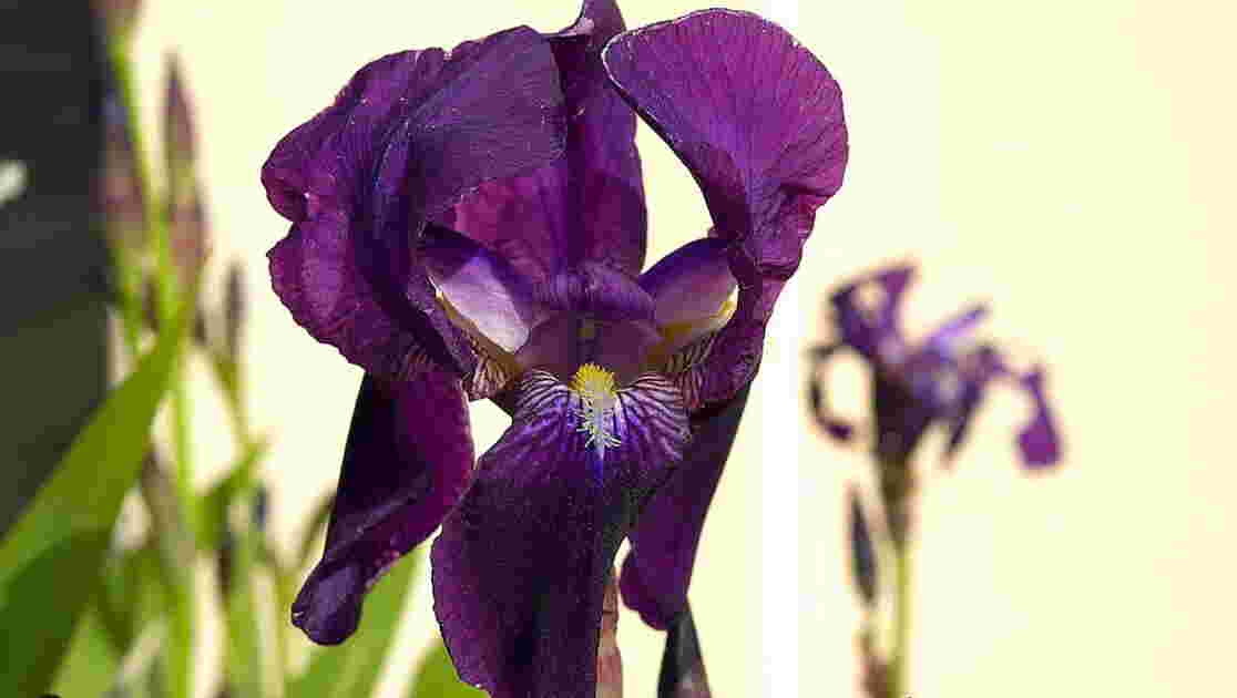 Iris, - Geo.fr
