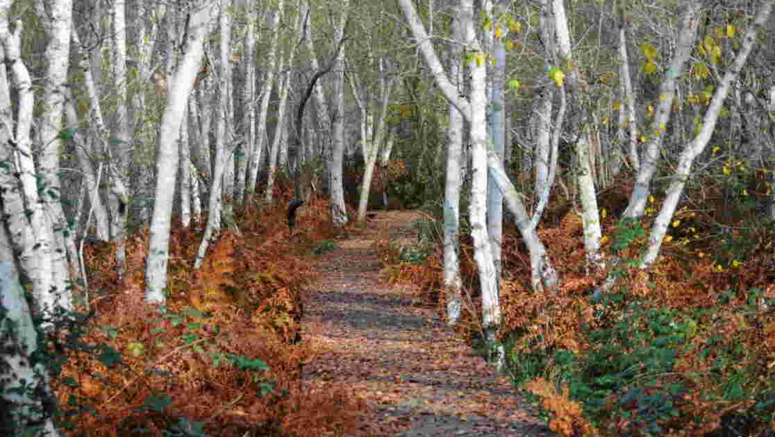 les bouleaux blancs, - Geo.fr