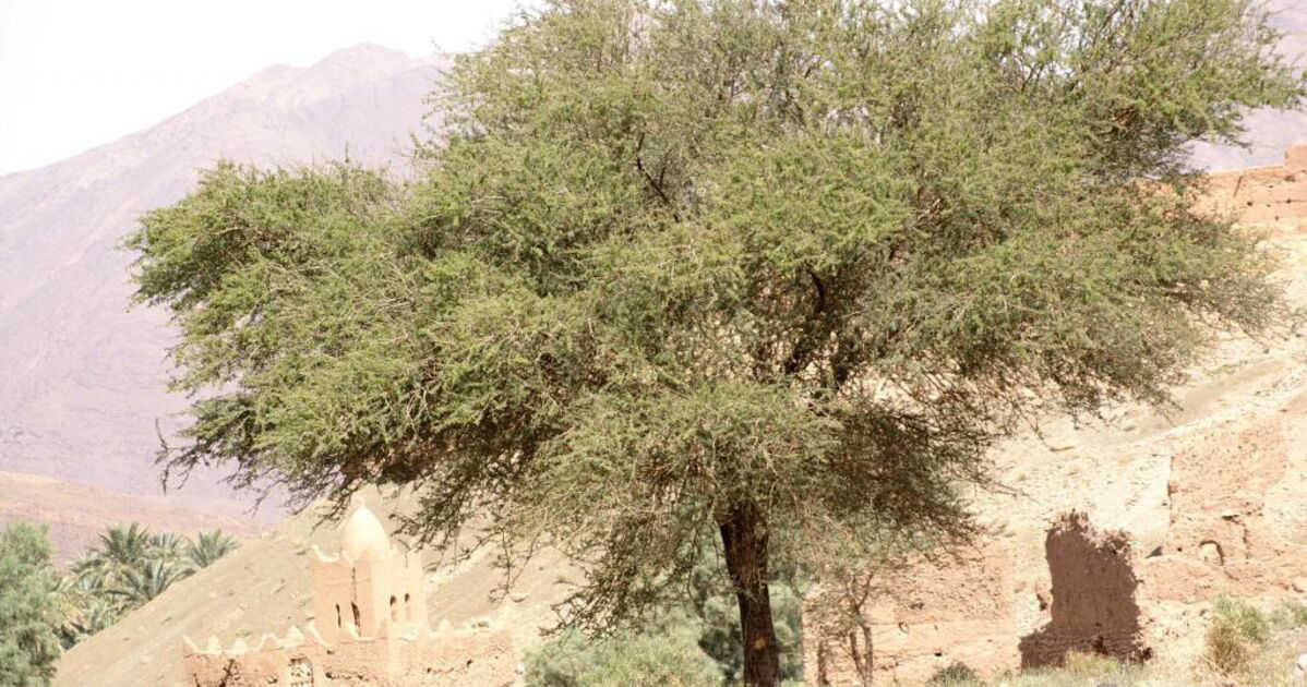 Acacia raddiana aux environs de Zagora, - Geo.fr