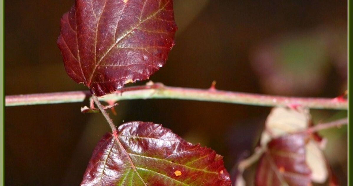 Roncier hivernal_P1295276.JPG, - Geo.fr