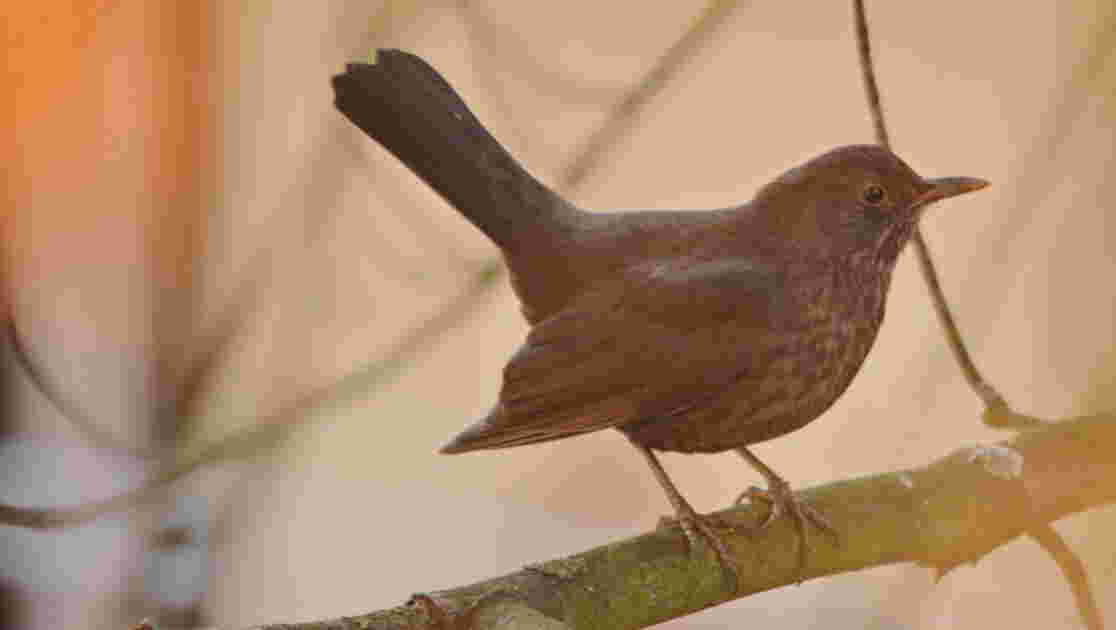 Madame merle (Merlette), Repas hivernal ouvert tous... - Geo.fr