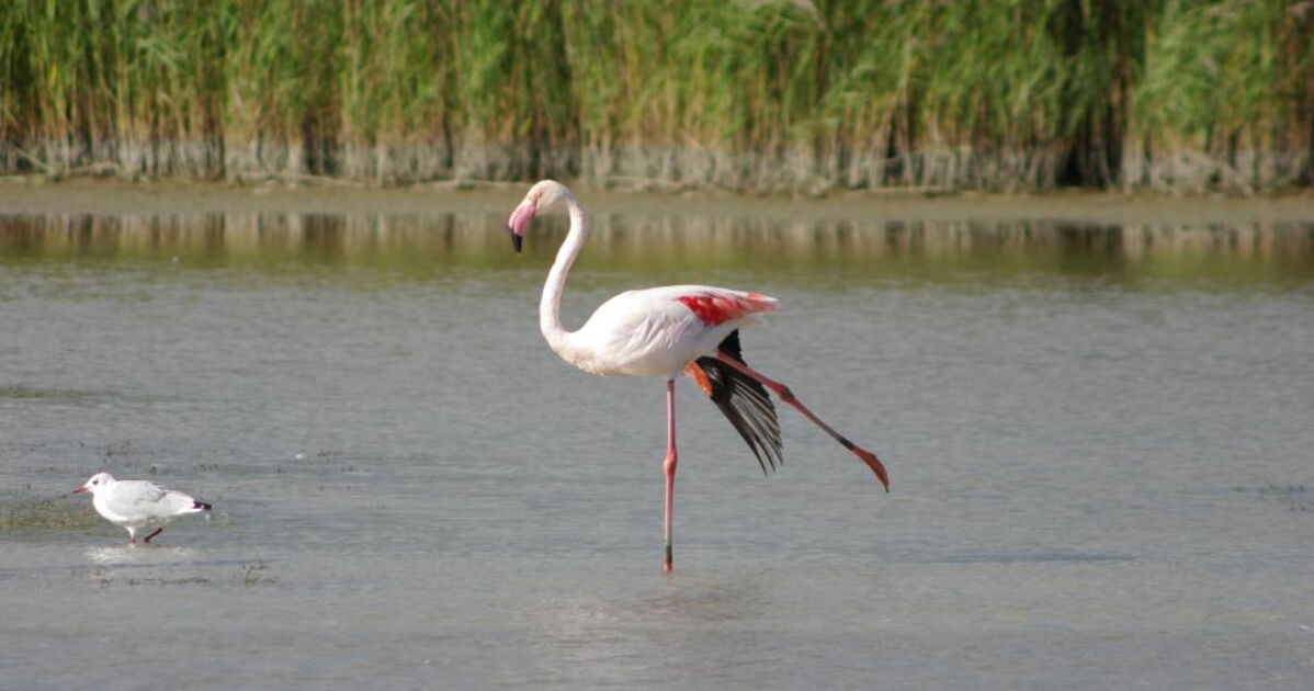 Flamand_rose.JPG, - Geo.fr