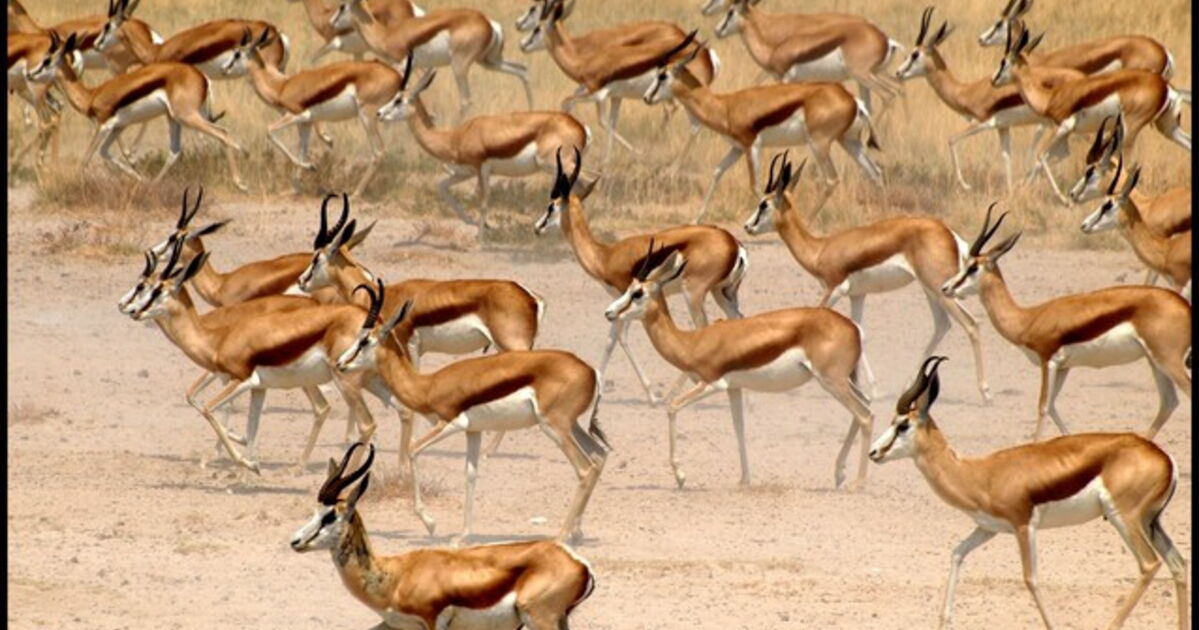 Springbocks, - Geo.fr