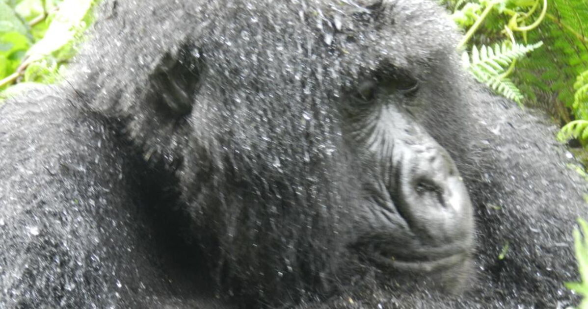 regard perdu dans ses pensées , - Geo.fr