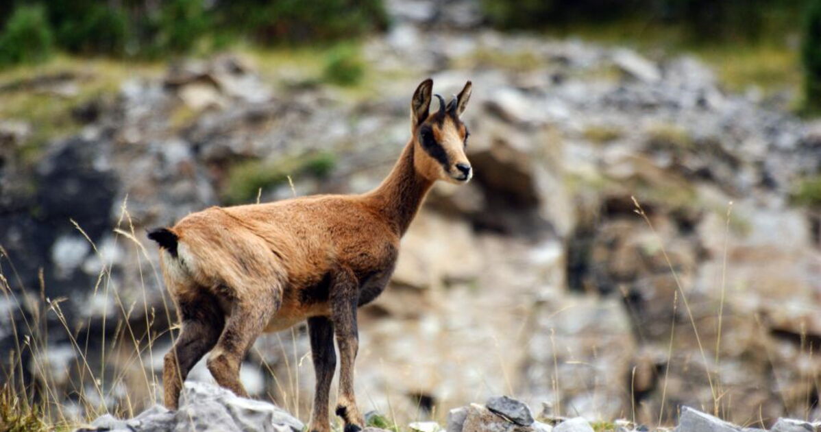 Jeune Isard - Pyrénées, - Geo.fr