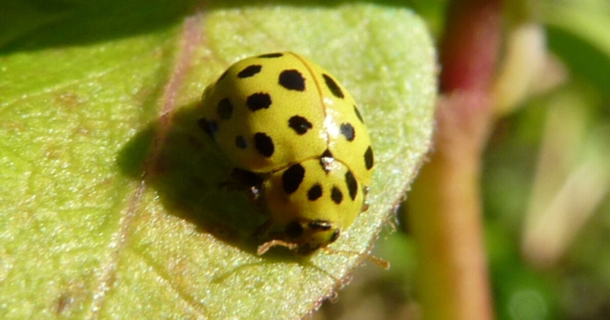coccinelle.JPG, - Geo.fr