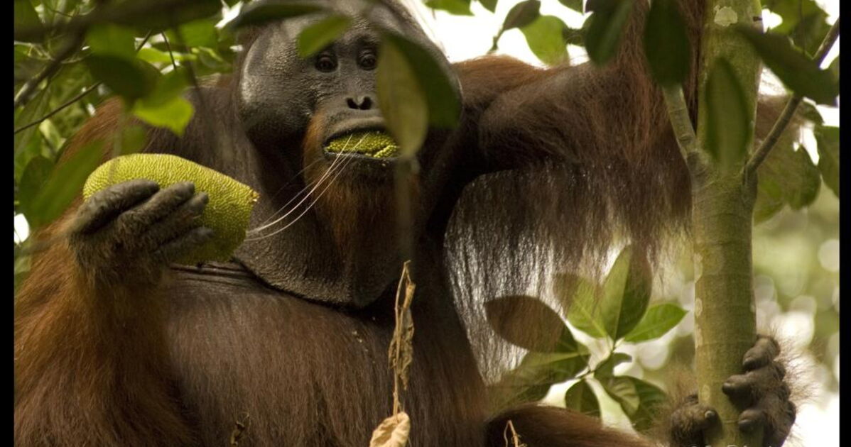 Ourang Outang - Kutai jpg, - Geo.fr