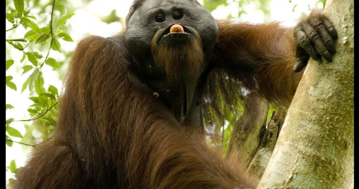 Ourang Outang - Kutai jpg, - Geo.fr