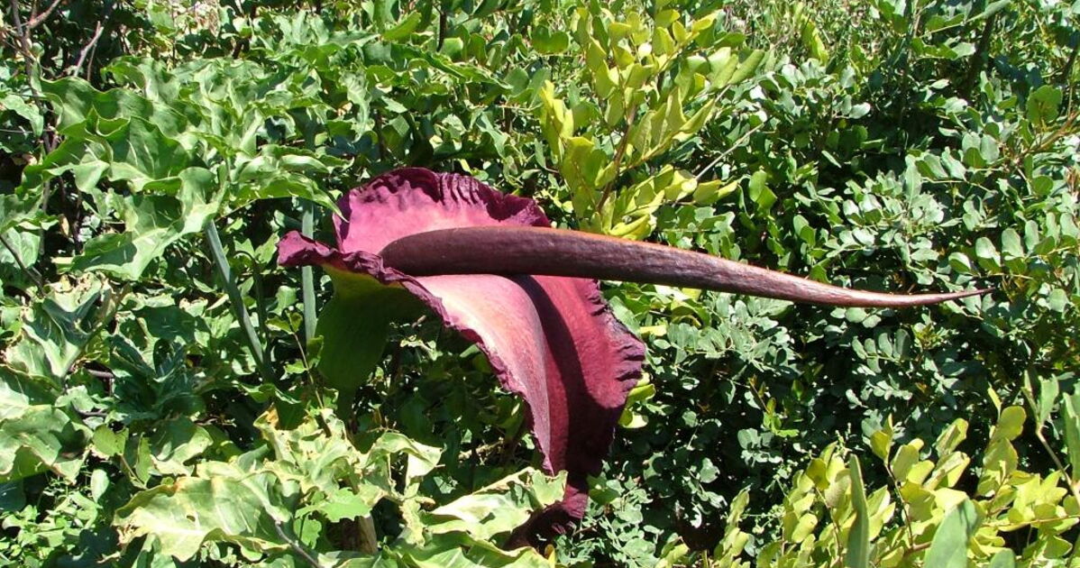 Serpentaire, Magnifique et surtout énorme fleur. - Geo.fr