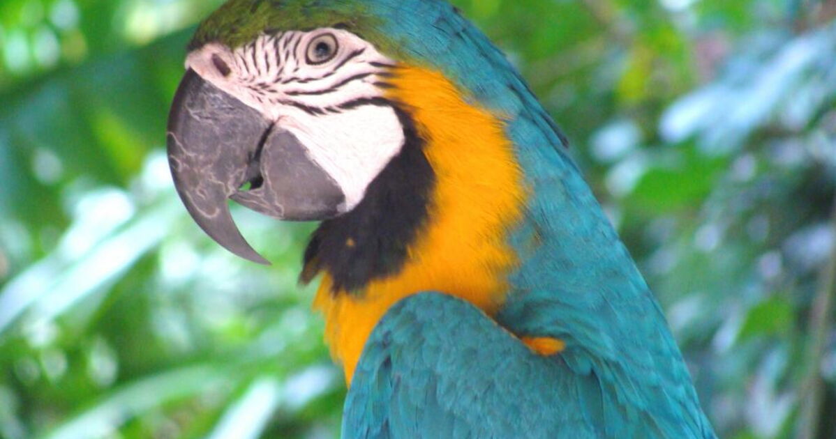 Ara bleu.JPG, Ara bleu (Ara ararauna). - Geo.fr