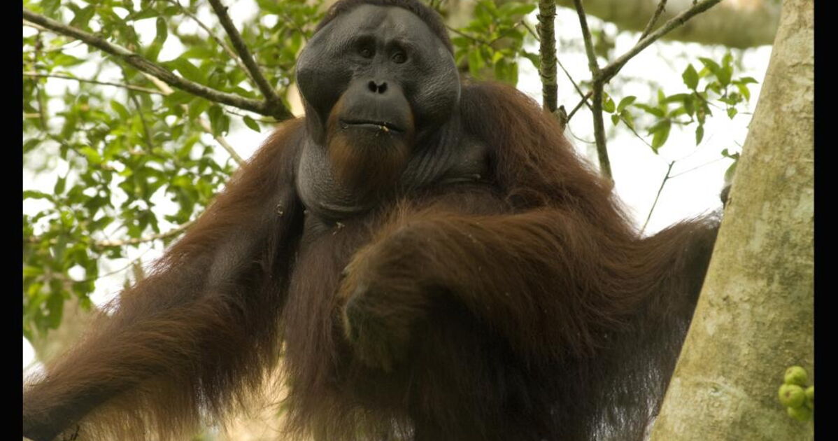 Ourang Outang du Kalimantan .jpg, - Geo.fr