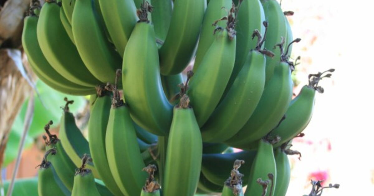 régime de bananes en train de murir , - Geo.fr