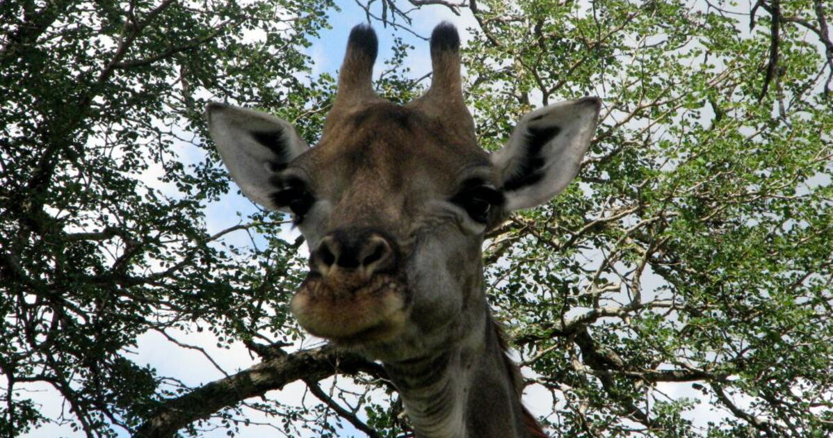 Giraffes-Kruger Parc-Afrique du Sud, - Geo.fr