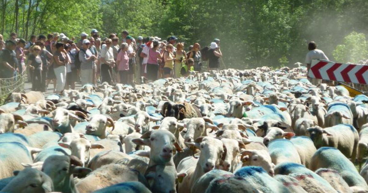 Transhumance, - Geo.fr