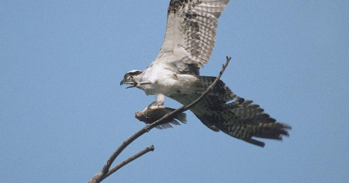 Pandion haliaetus, - Geo.fr