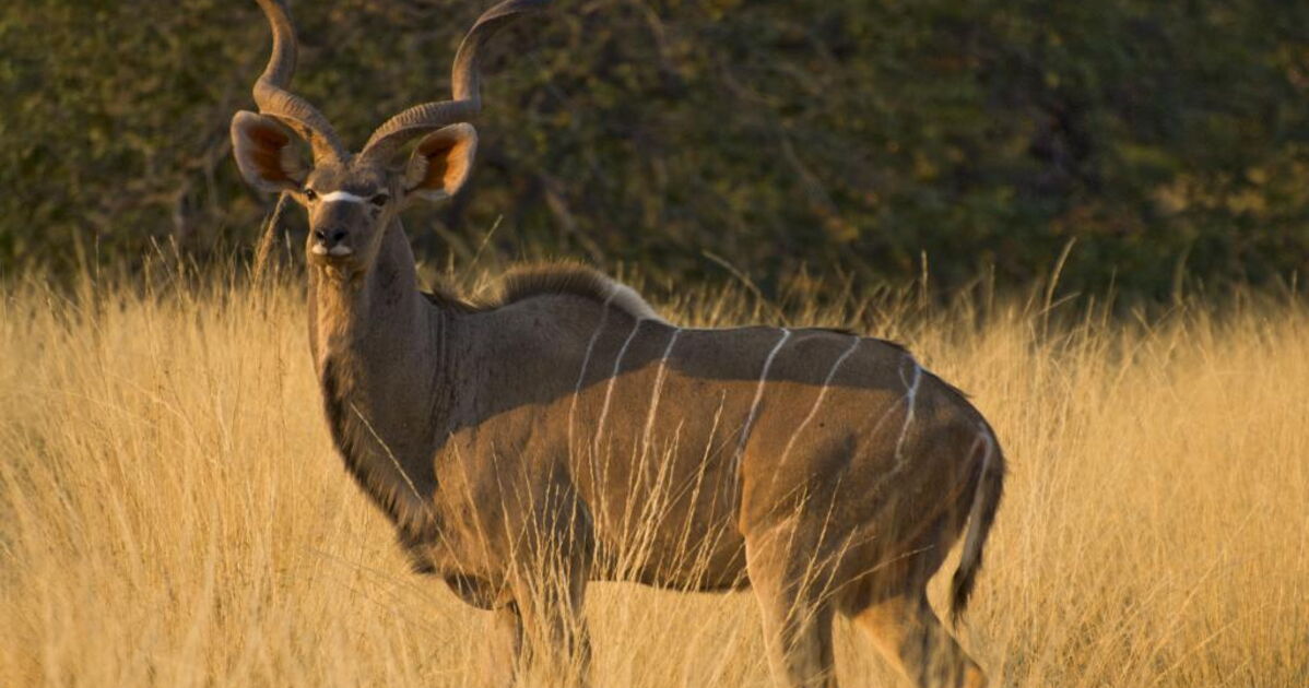 Grand Koudou. Palmwag, - Geo.fr