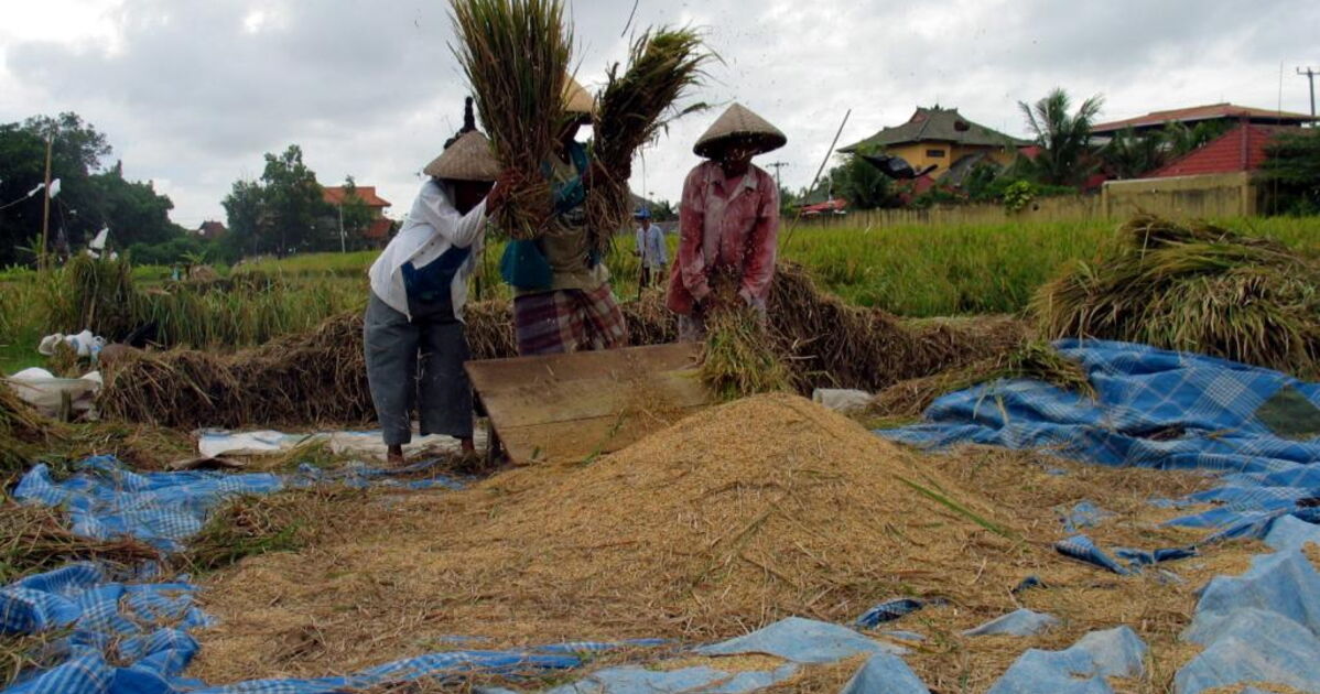 Battage du riz, - Geo.fr