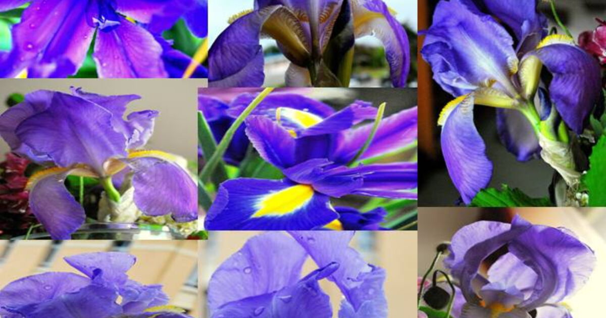 Variation sur un IRIS, - Geo.fr