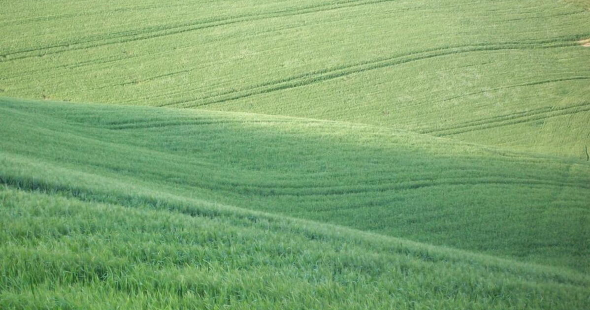 champ_de_bl___2_.jpg, - Geo.fr