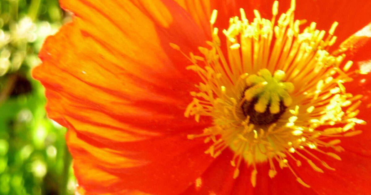 Le Pavot rouge, - Geo.fr