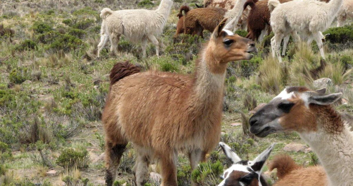 Lamas au Pérou, - Geo.fr