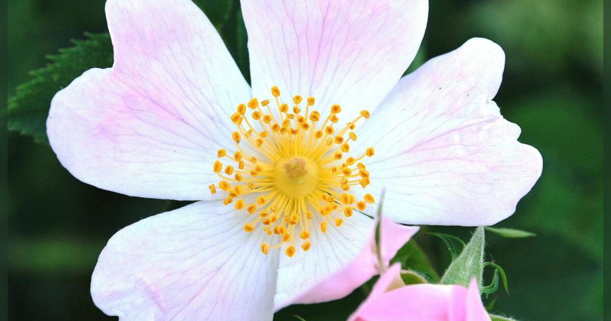 Belle églantine...., L'églantine, la fleur des po1 - Geo.fr