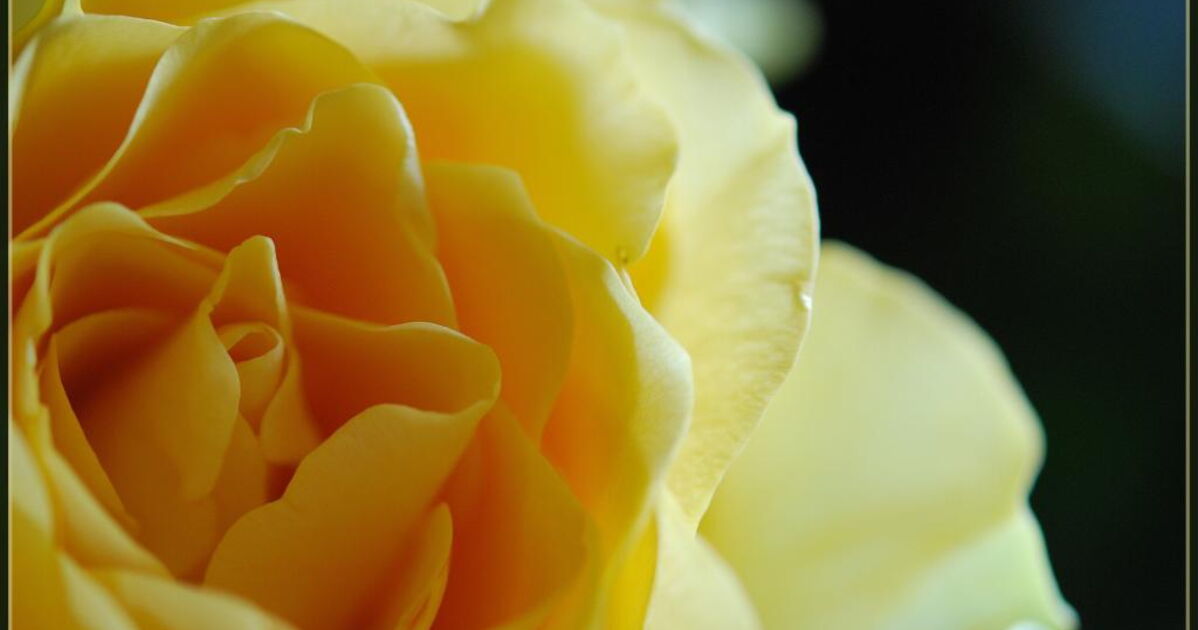 Rose / jaune., - Geo.fr