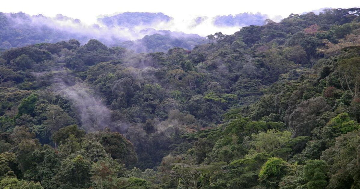 Ouganda : forêt équatoriale, - Geo.fr