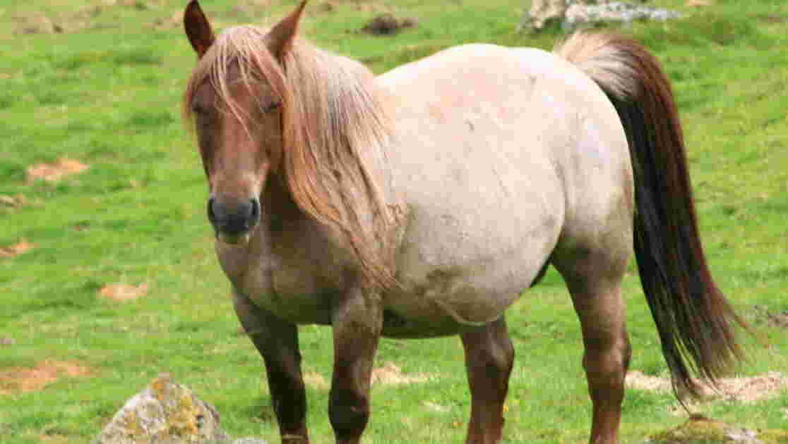 Chevaux de montagne, Parc Naturel régional du Vercors... - Geo.fr