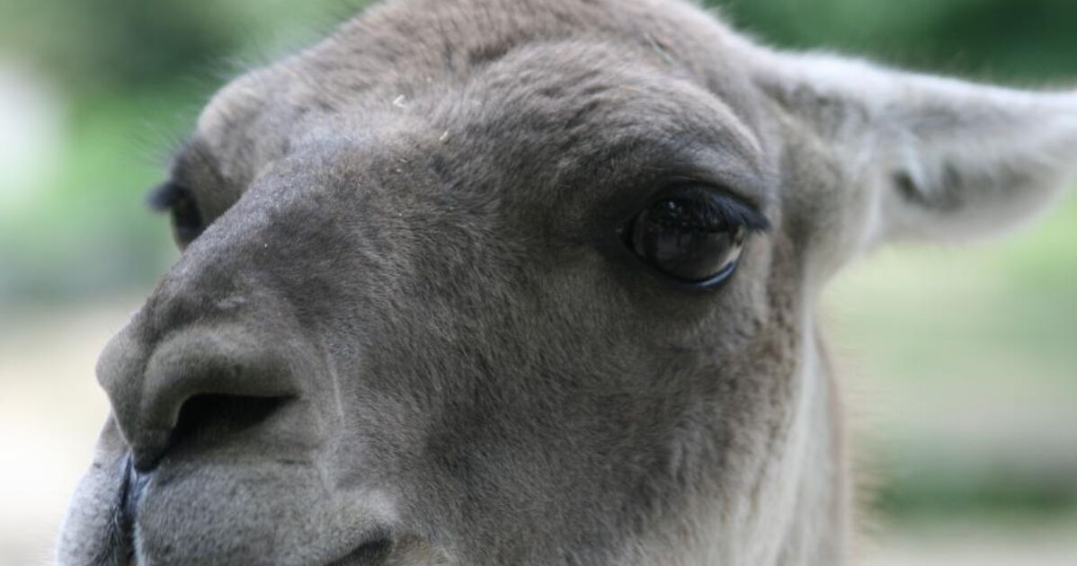 Lama, Zoo de Thoiry - Mai 2009 - Geo.fr